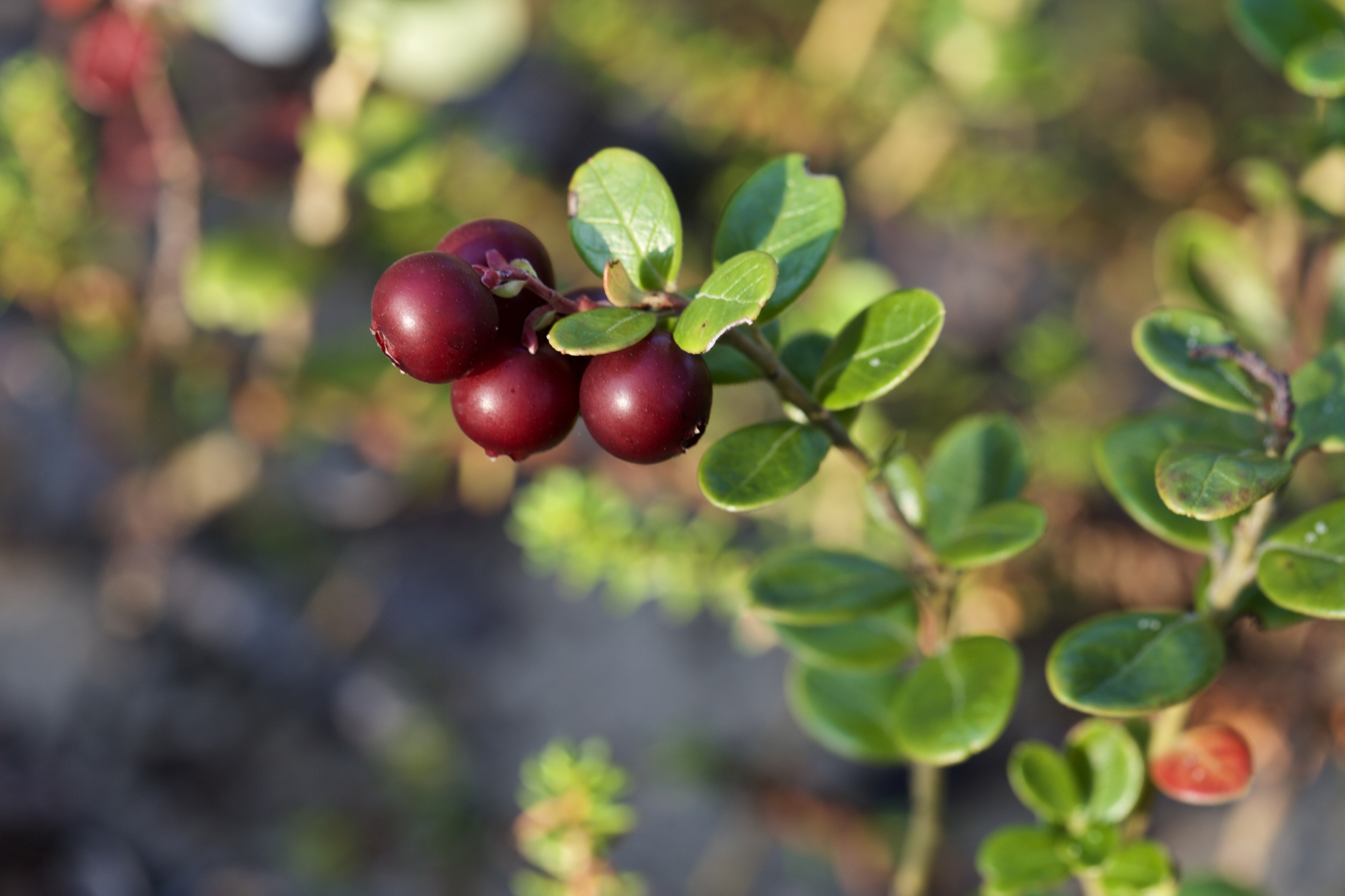 Cyclohexanone diethyl ketal | The Fragrance Conservatory