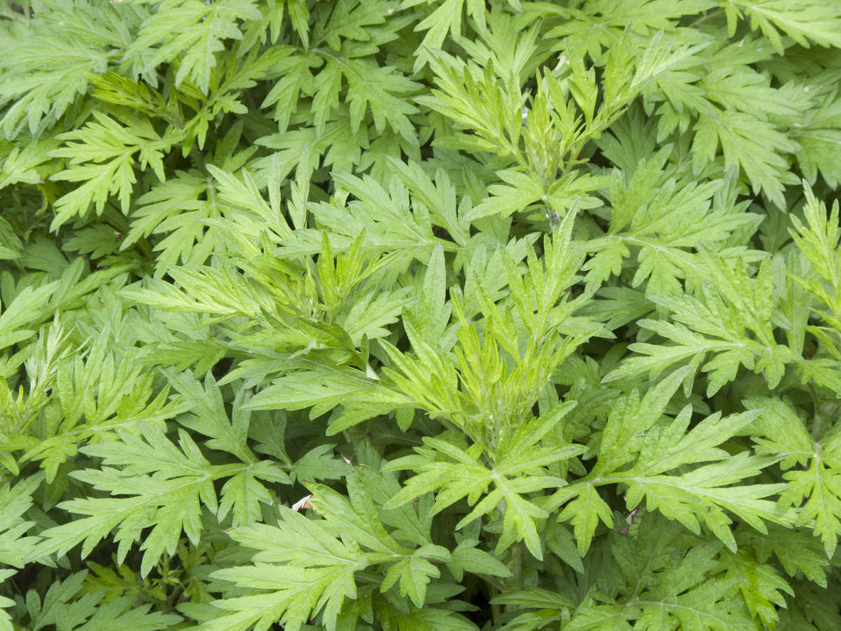 Armoise oil (Artemisia vulgaris L.) | The Fragrance Conservatory
